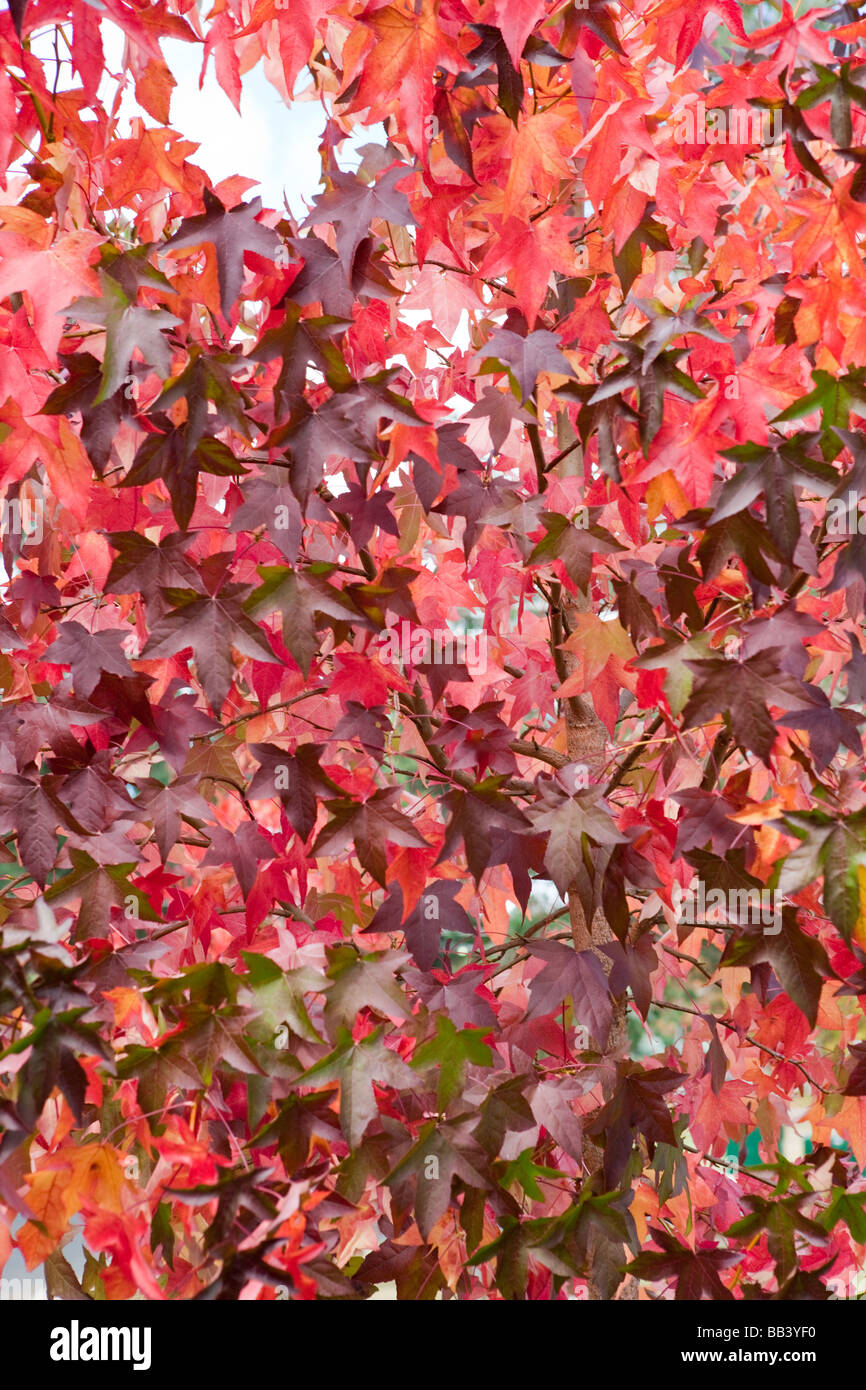 Colours of winter hi-res stock photography and images - Alamy
