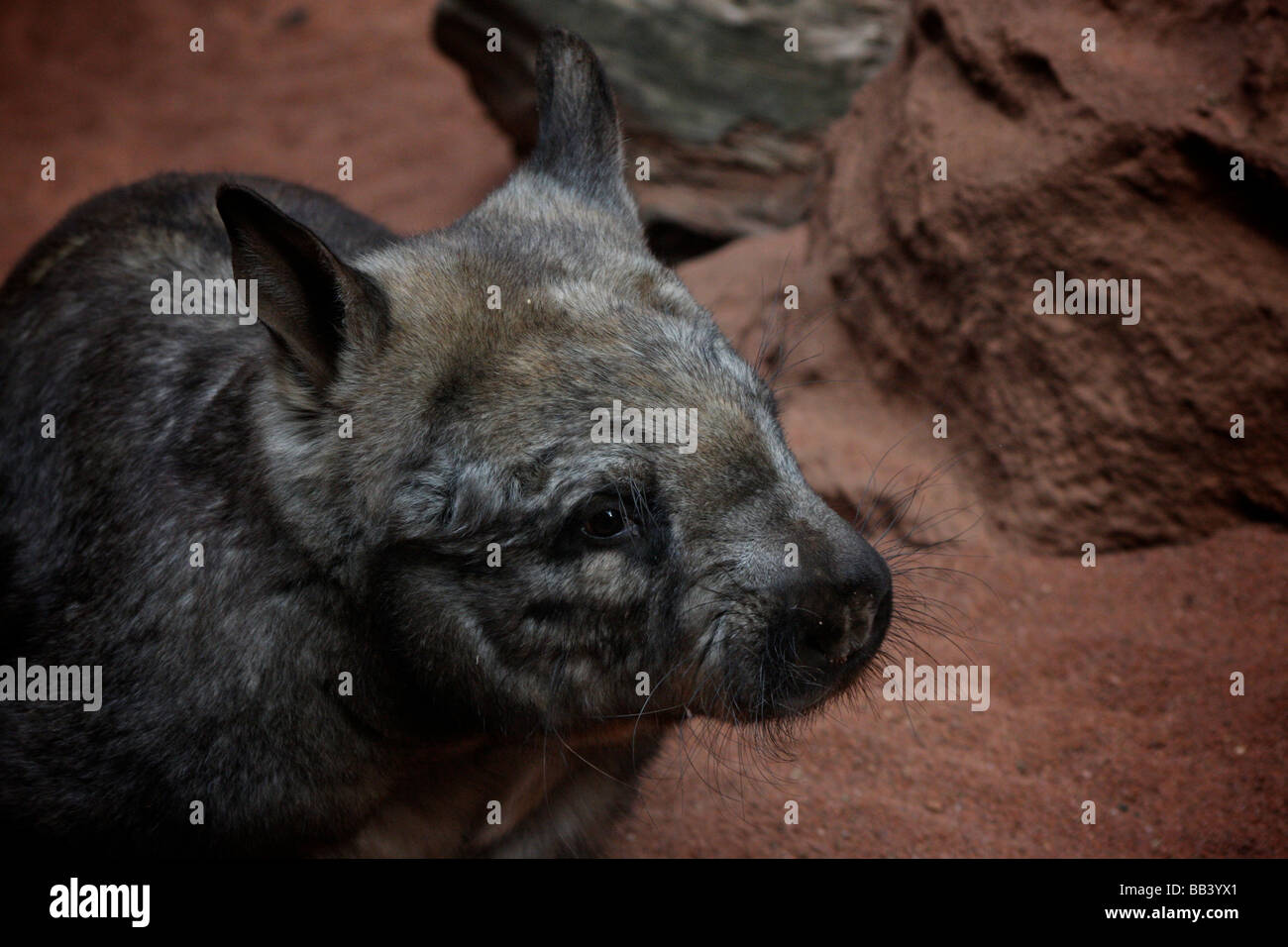 Wombat australia hi-res stock photography and images - Alamy