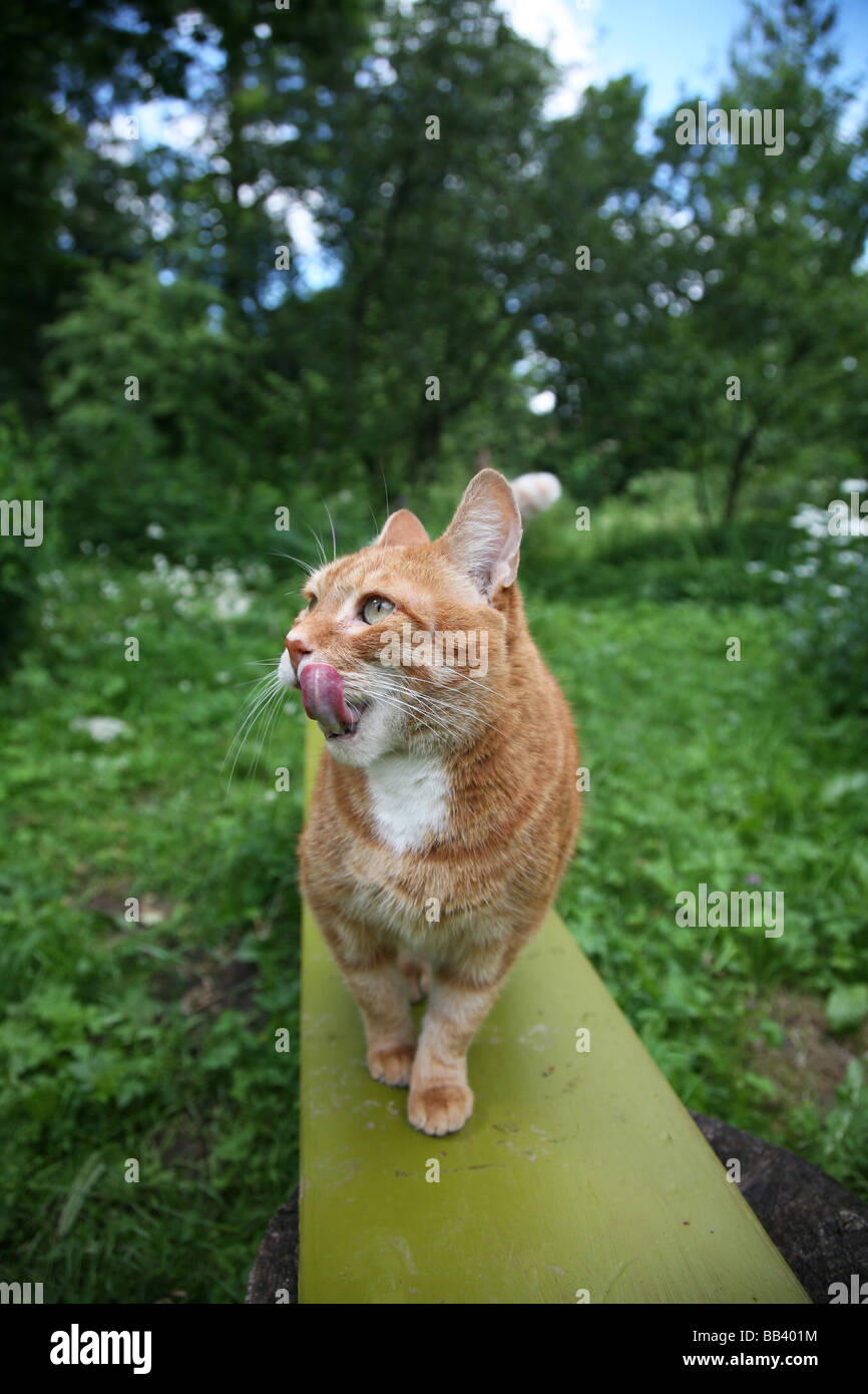 red cat in a garden Stock Photo - Alamy
