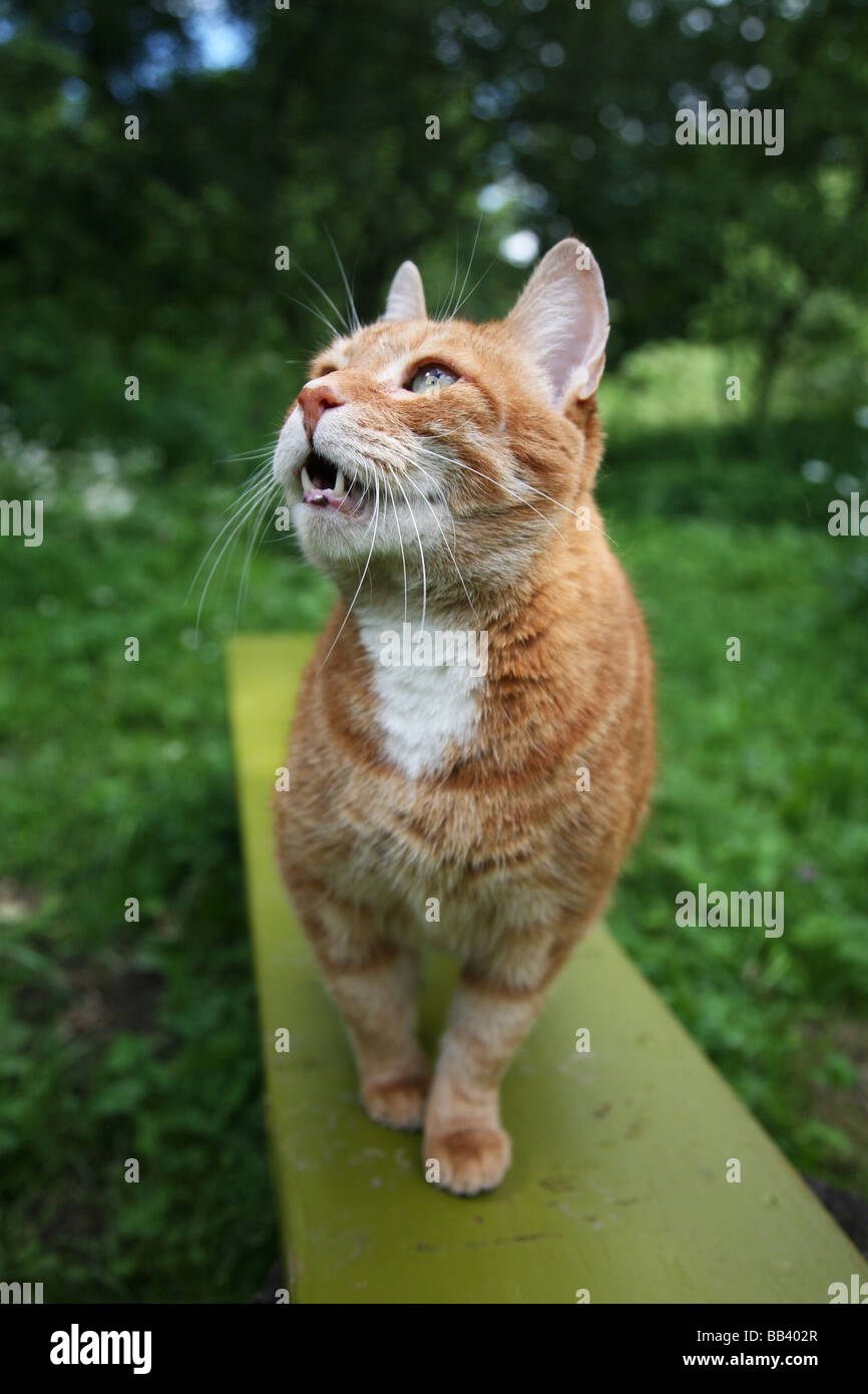 red cat in a garden Stock Photo - Alamy