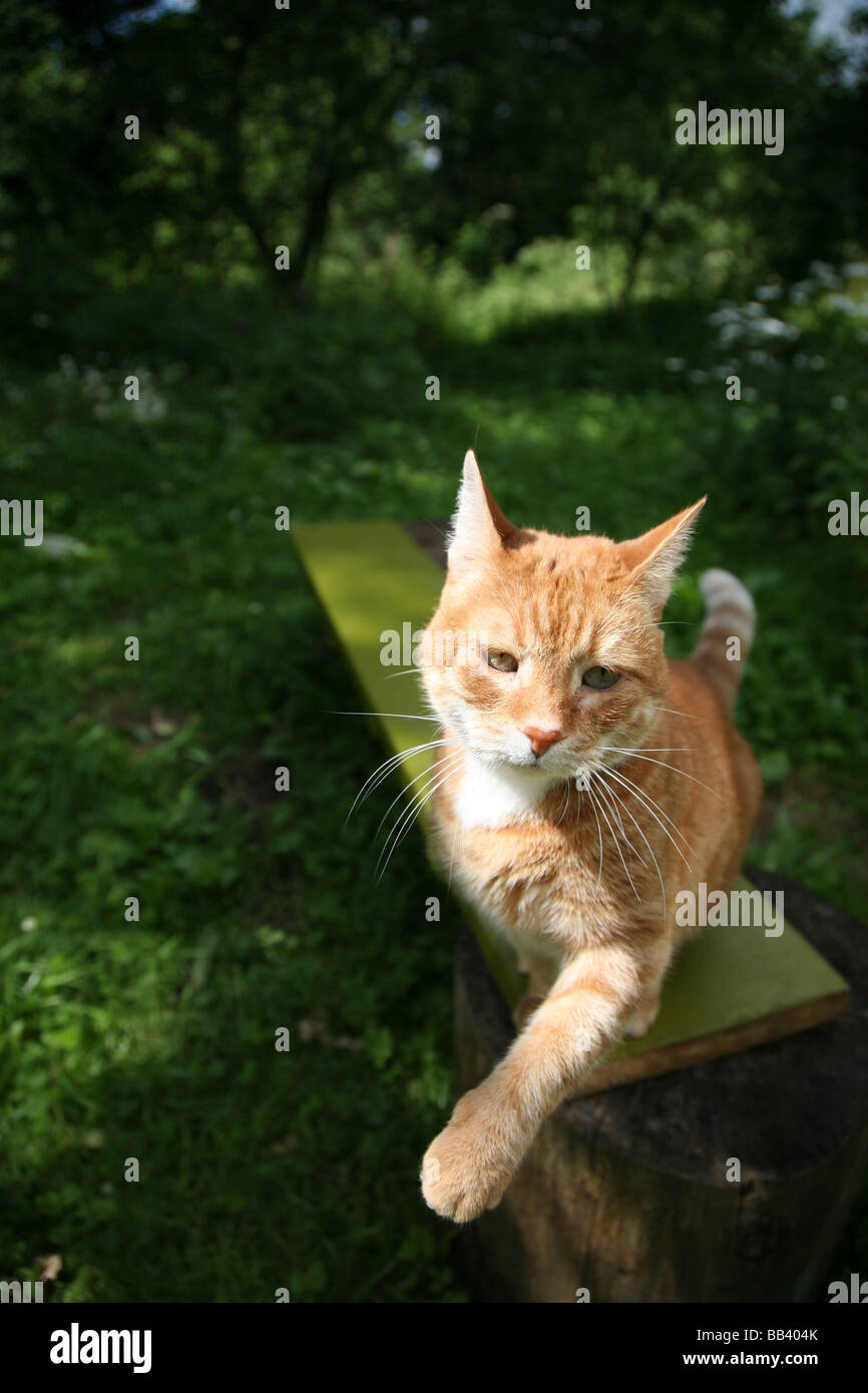 red cat in a garden Stock Photo - Alamy
