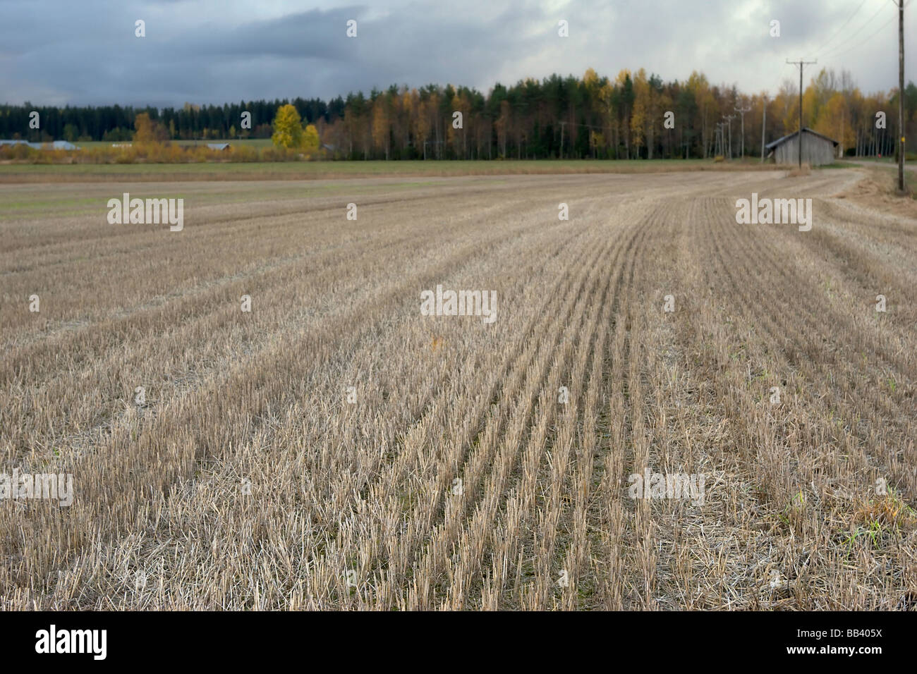 rural autumn field after harvesting Stock Photo - Alamy