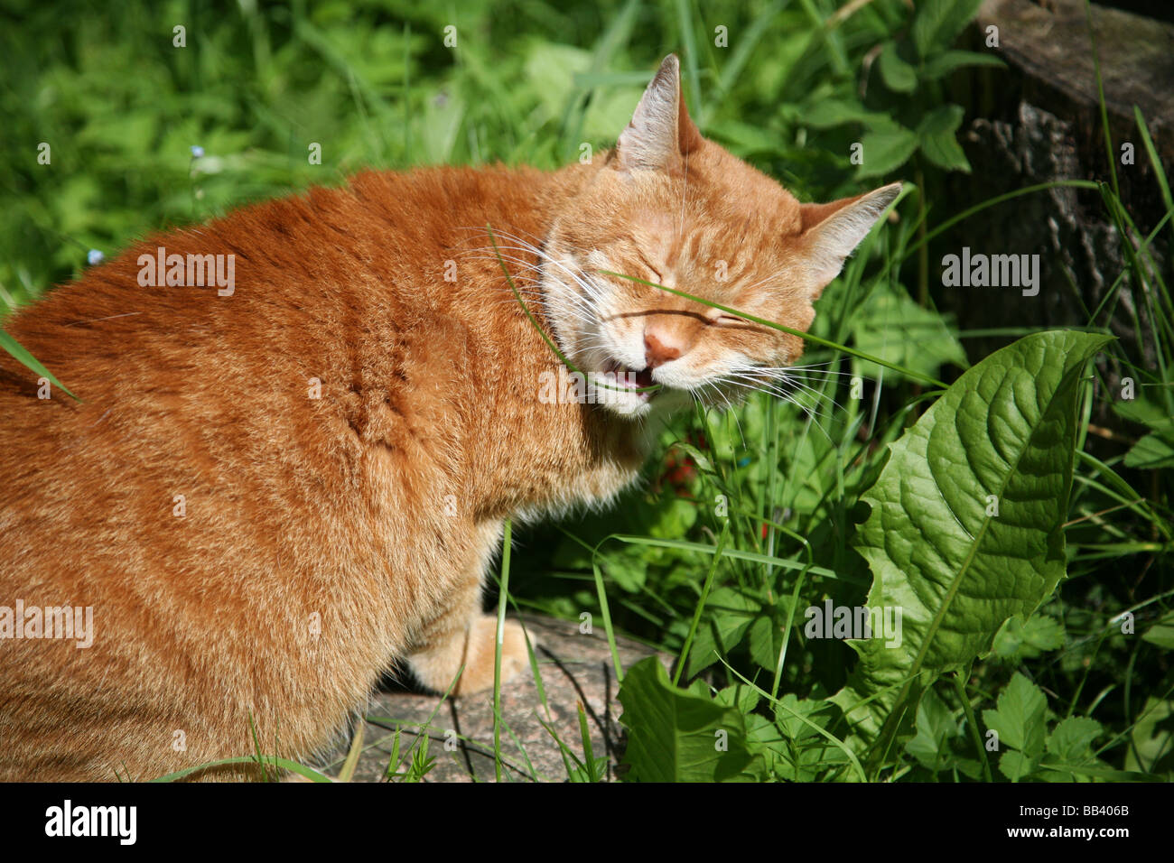 red cat in a garden Stock Photo - Alamy