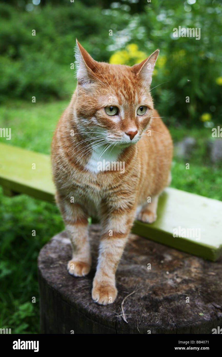 red cat in a garden Stock Photo - Alamy