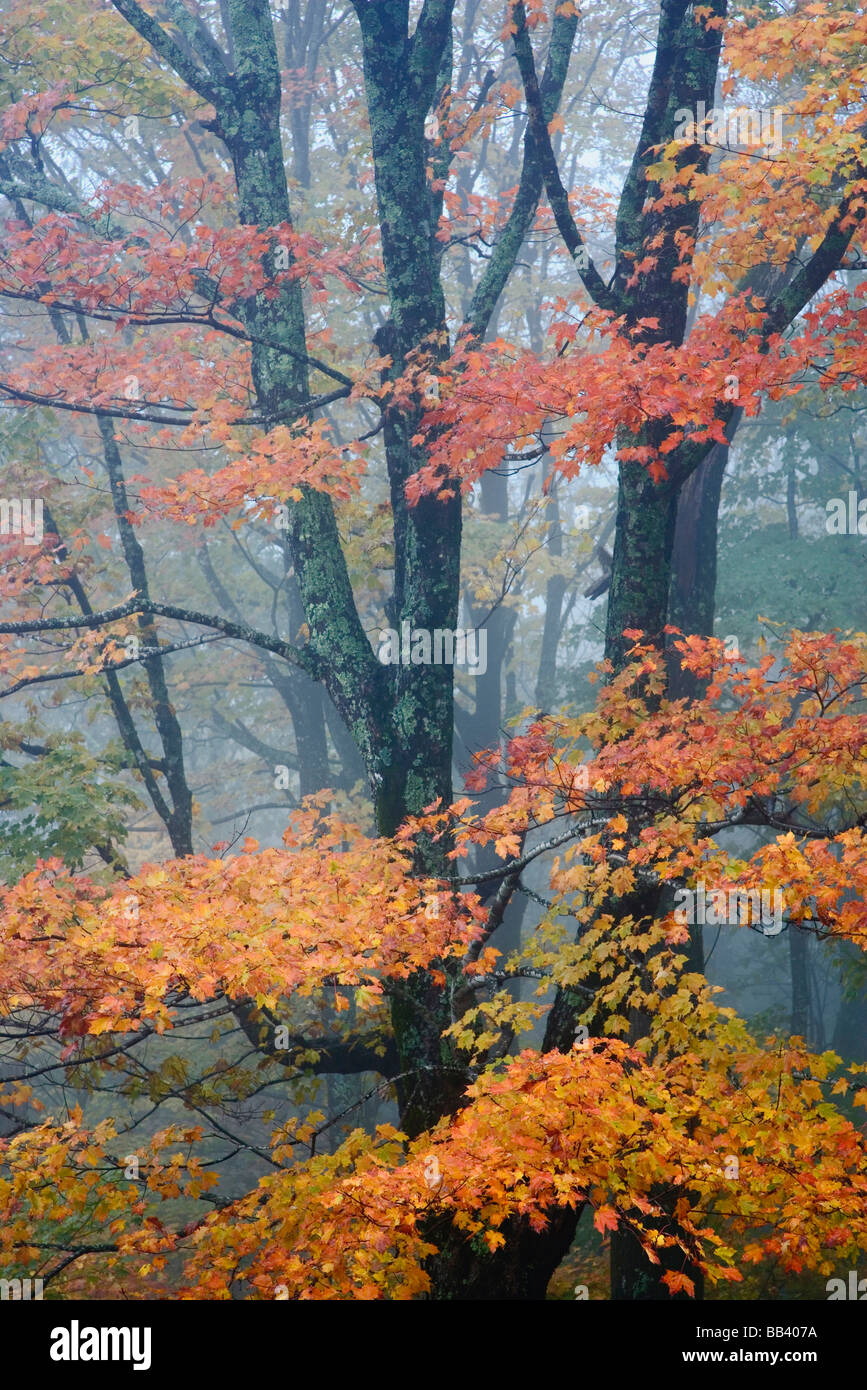 Red Maple tree, Acer rubrum, portrait in foggy forest, Pisgah National ...