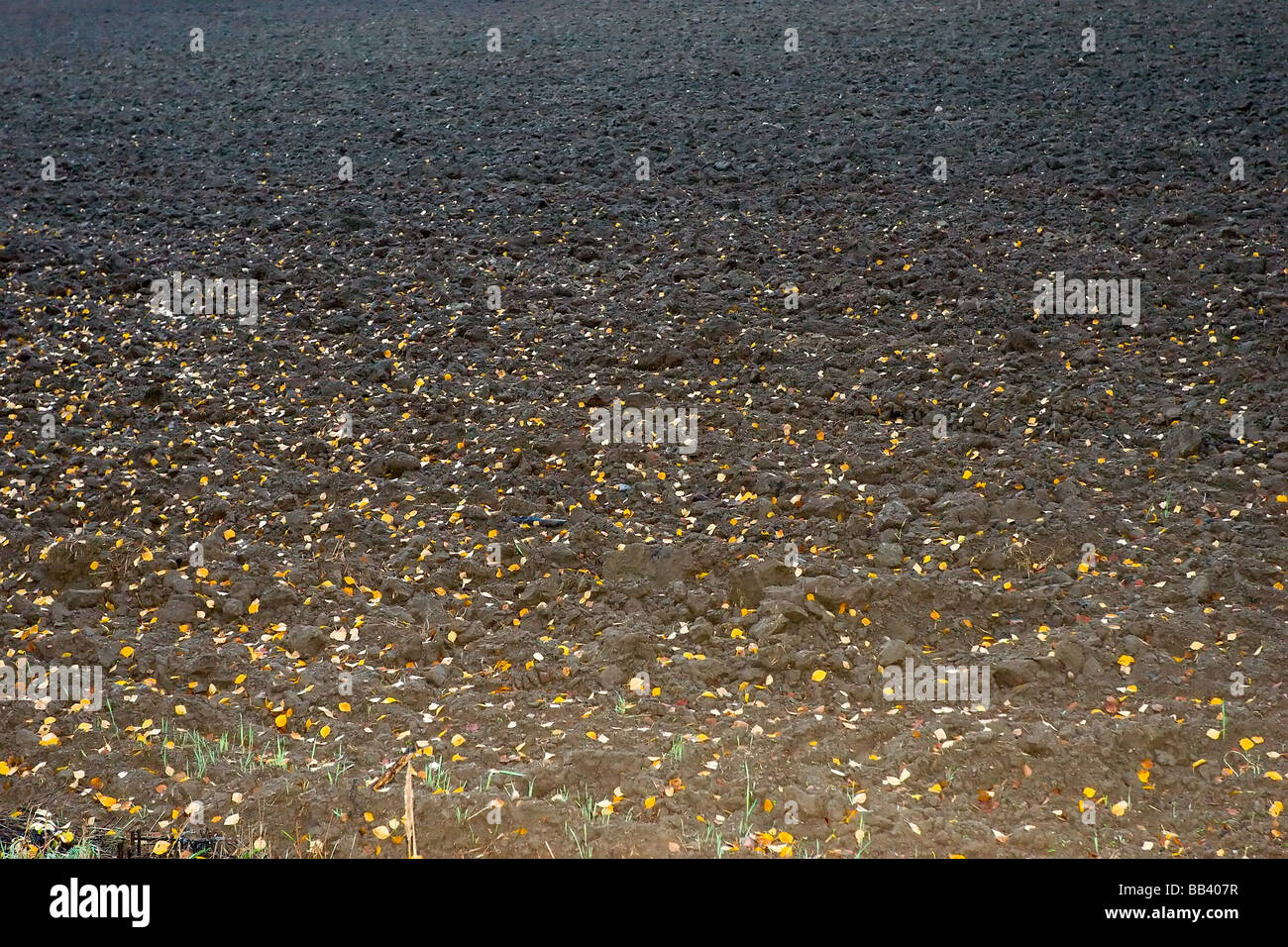 autumn empty field Stock Photo - Alamy