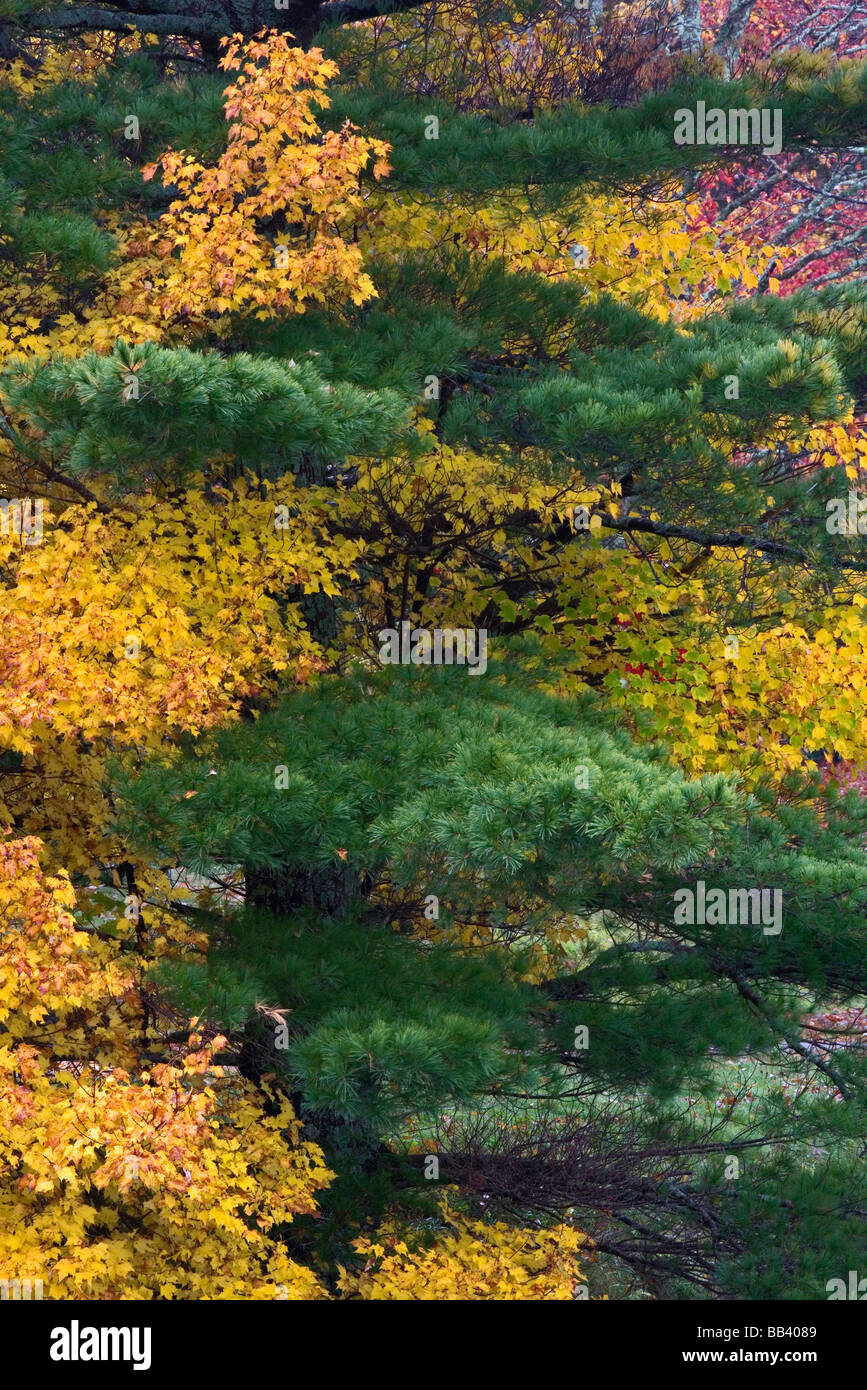 Fall colors in the southern Appalachian Mountains near Grandfather ...