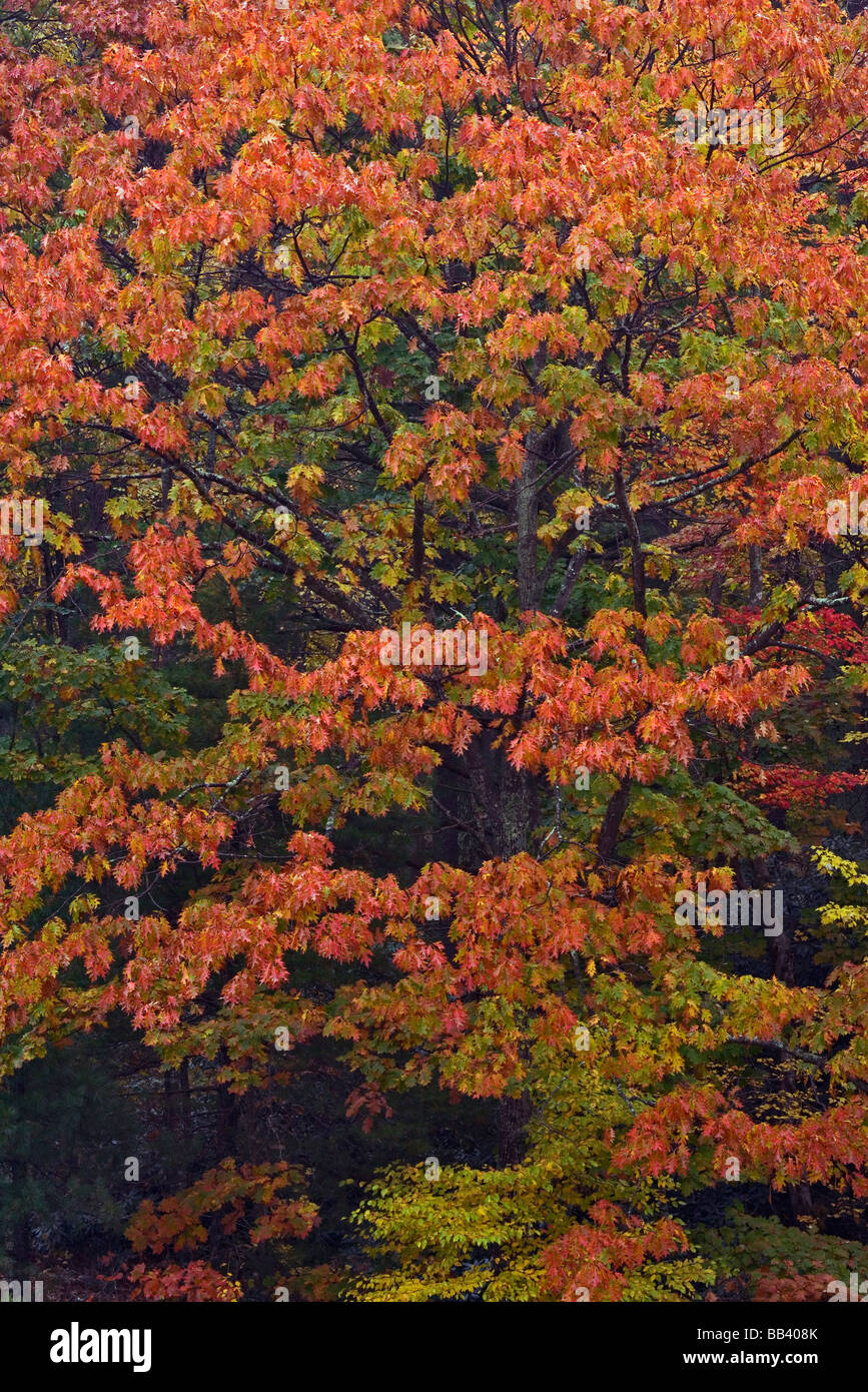Fall colors in the southern Appalachian Mountains near Grandfather ...