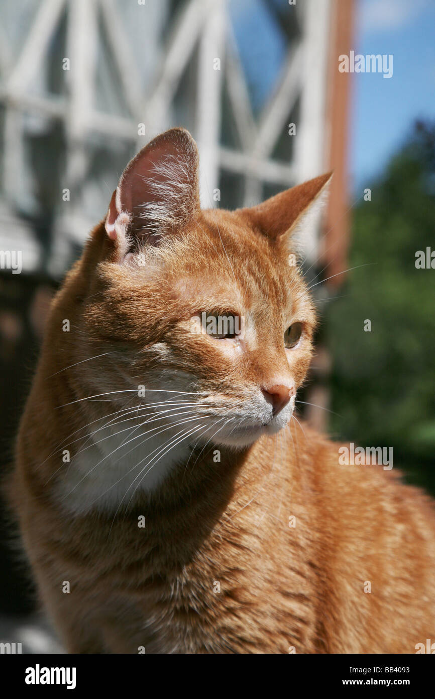 red cat in a garden Stock Photo - Alamy