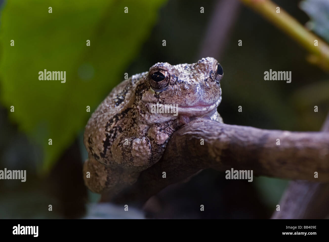 North american common tree frog hi-res stock photography and images - Alamy