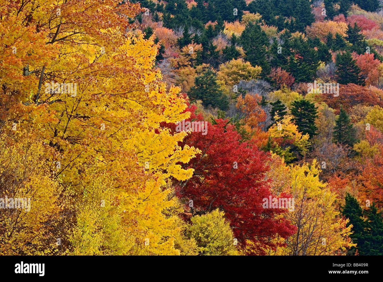 Fall colors in the southern Appalachian Mountains near Grandfather ...