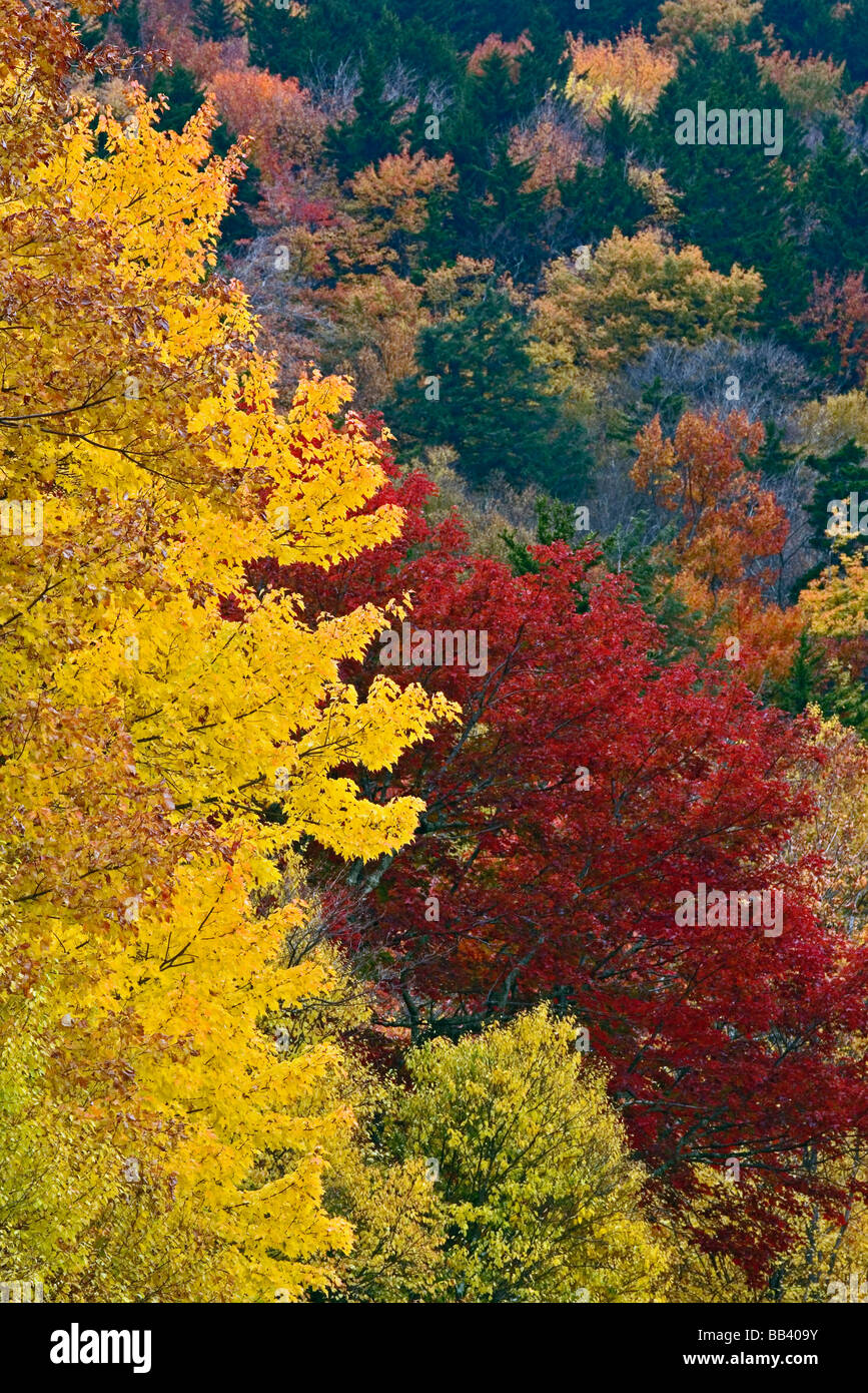 Fall colors in the southern Appalachian Mountains near Grandfather ...