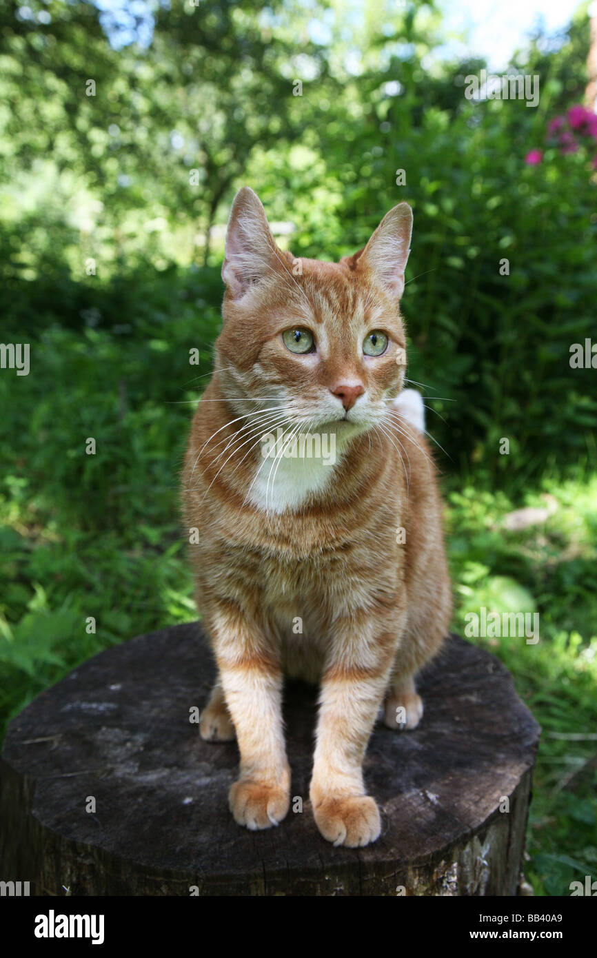 red cat in a garden Stock Photo - Alamy