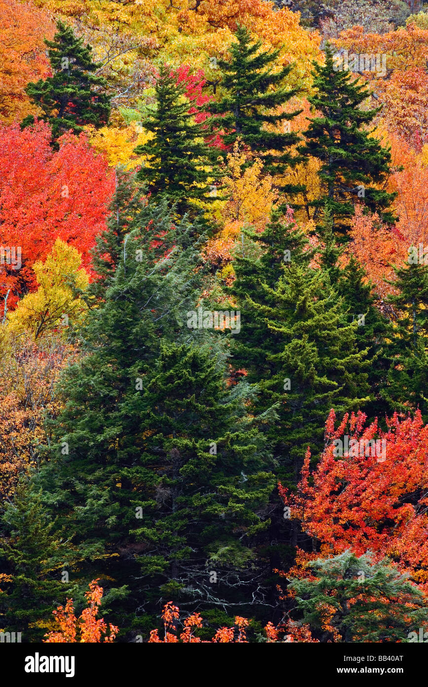 Fall colors in the southern Appalachian Mountains near Grandfather ...
