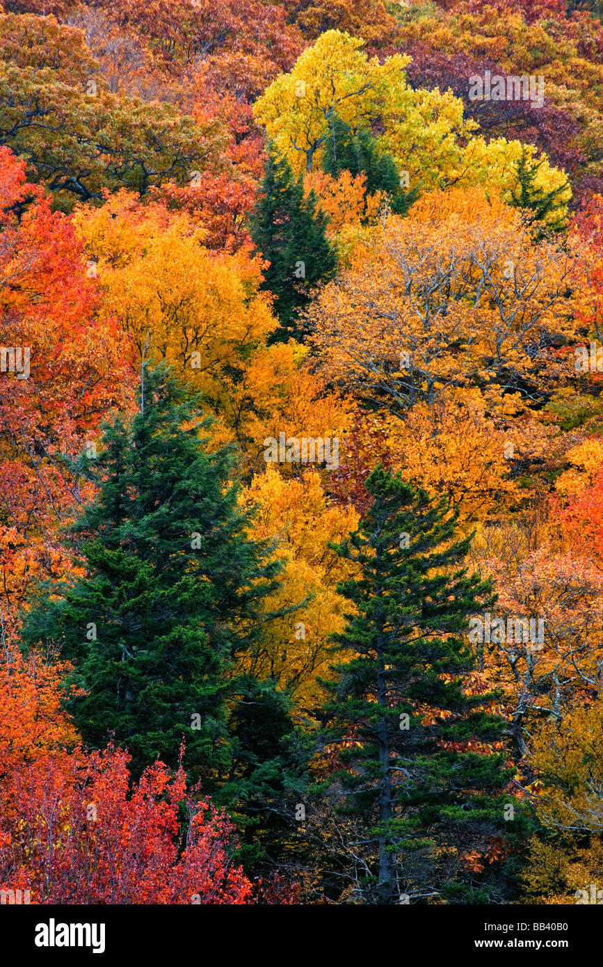 Fall colors in the southern Appalachian Mountains near Grandfather ...