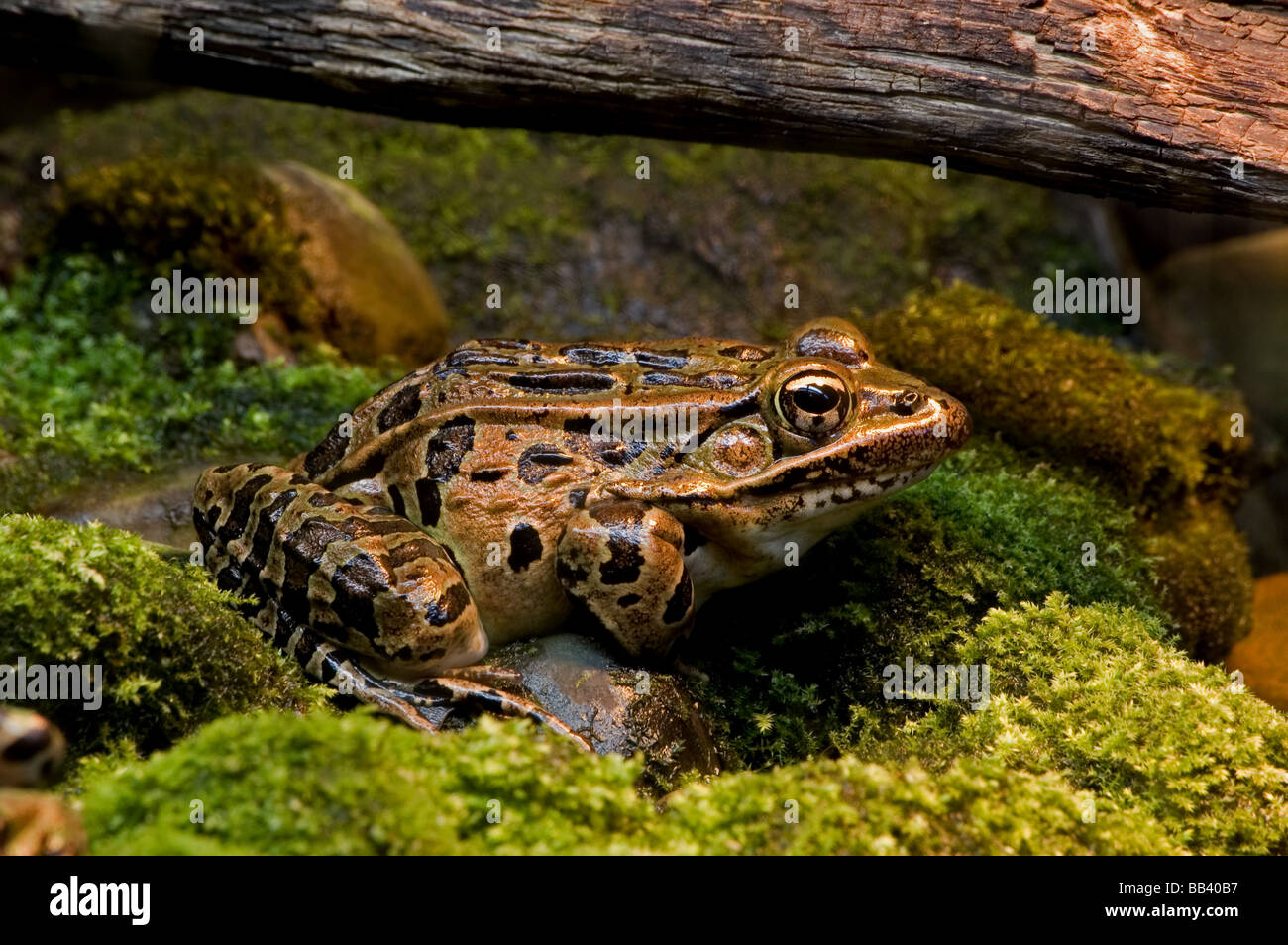 A Leopard Frog Stock Photo - Alamy