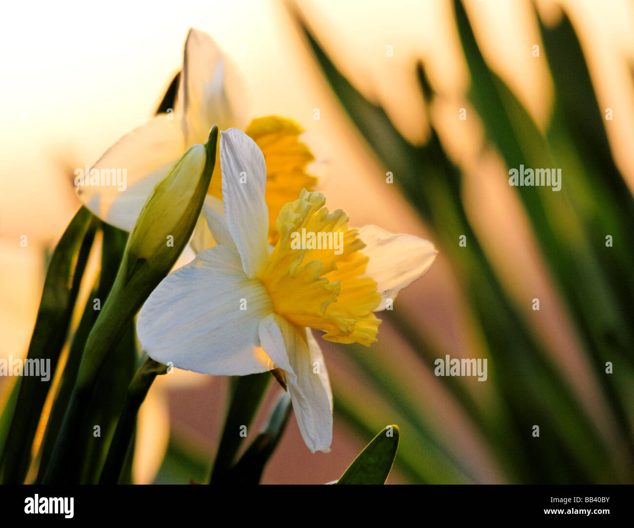 Yellow trumpet africa hi-res stock photography and images - Alamy