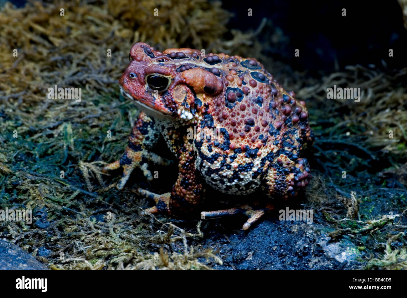 American toad hi-res stock photography and images - Alamy