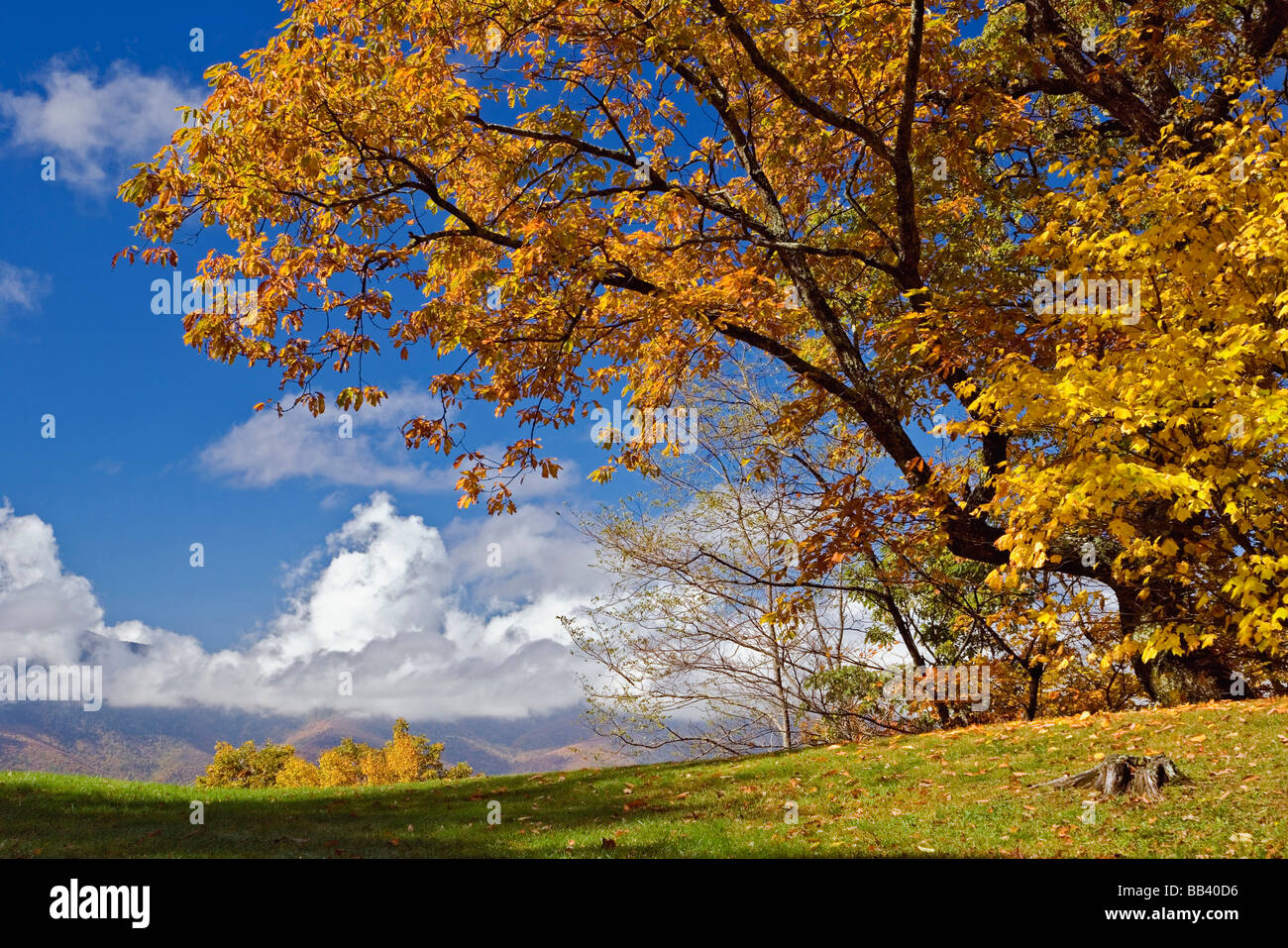 Single tree and distant southern Appalachian Mountains in fall, North ...