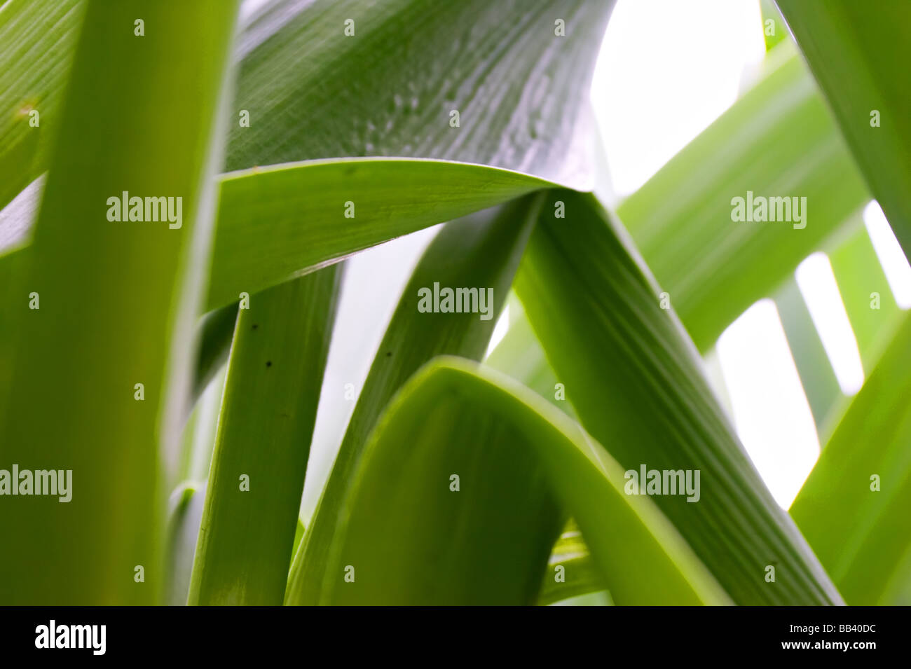 Close up of the green grass texture Stock Photo - Alamy
