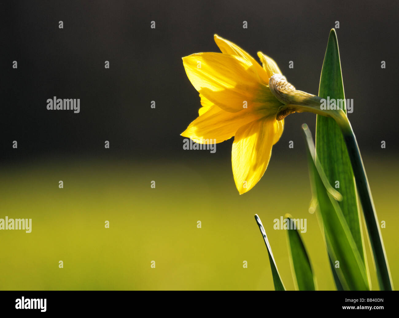 Yellow trumpet africa hi-res stock photography and images - Alamy