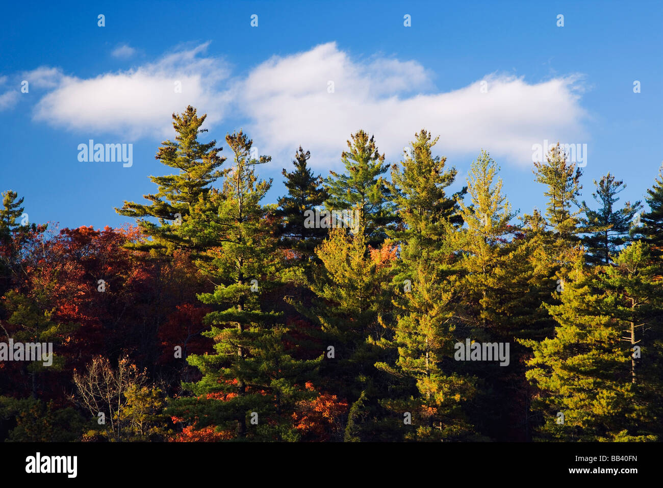 Pine trees among autum foliage, Linville Gorge, Pisgah National Forest ...