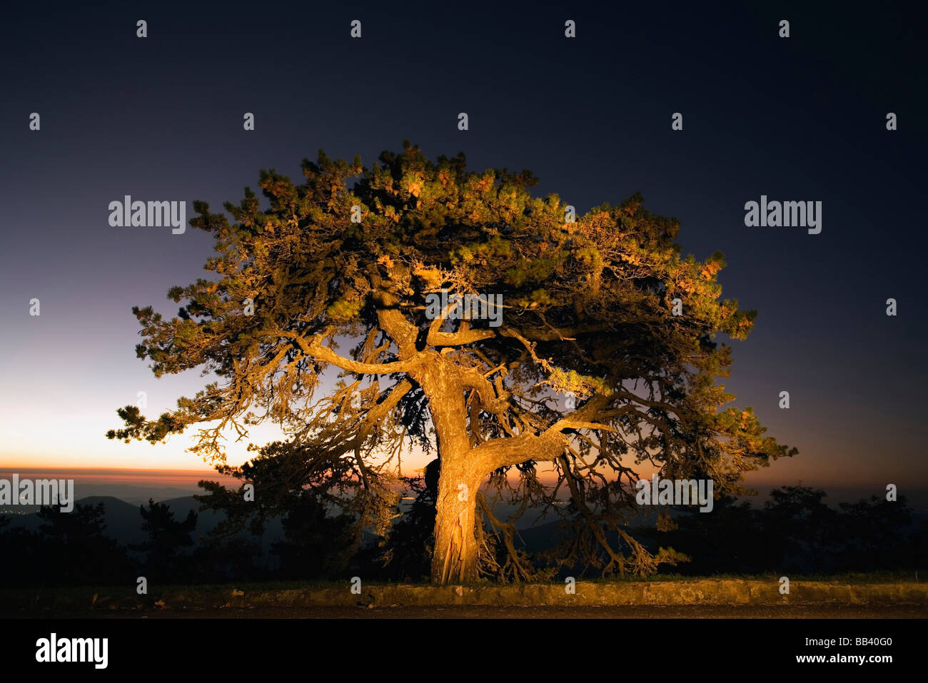 Single tree illuminated with a flashlight at dawn, Blue Ridge Parkway ...