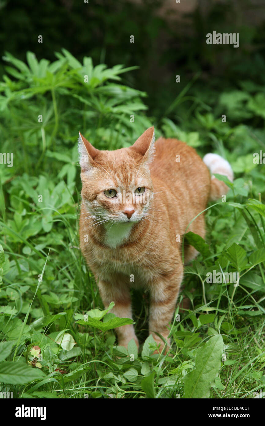 red cat in a garden Stock Photo - Alamy