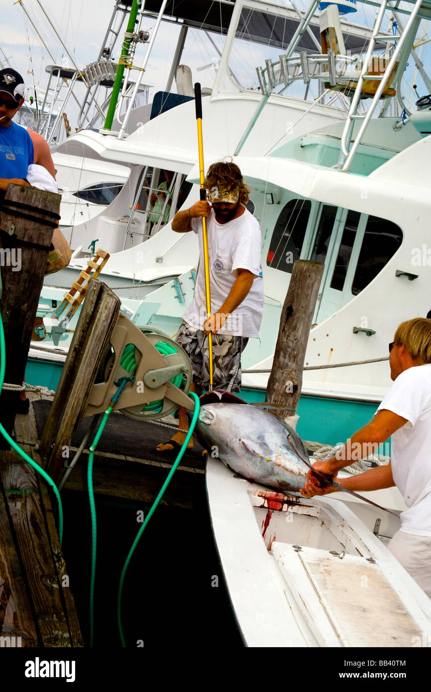 Off loading Tuna Catch from High Return sport fishing boat, Oregon ...