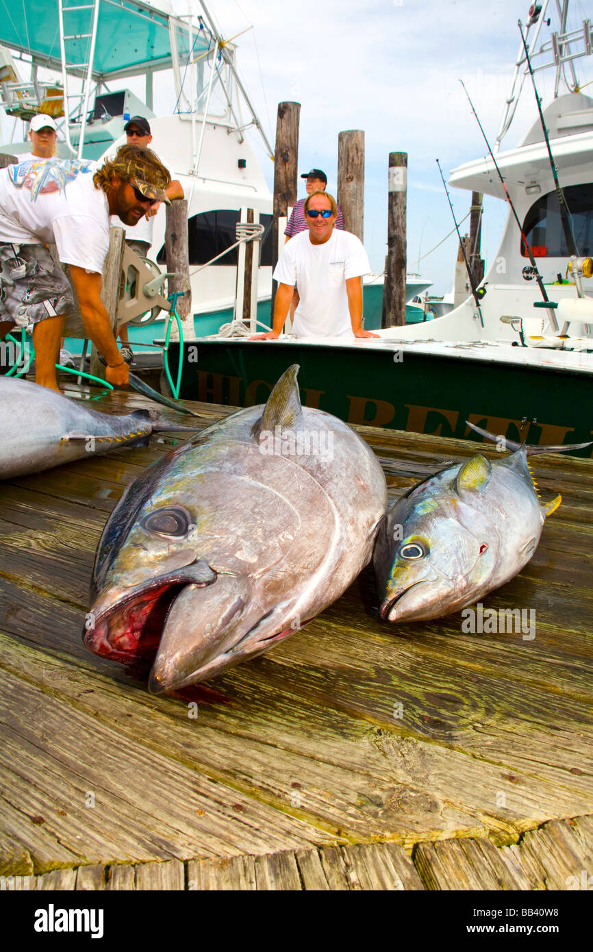 Capt and Mate with Ahi Yellowfin and Bigeye Tuna Catch on sportfishing ...