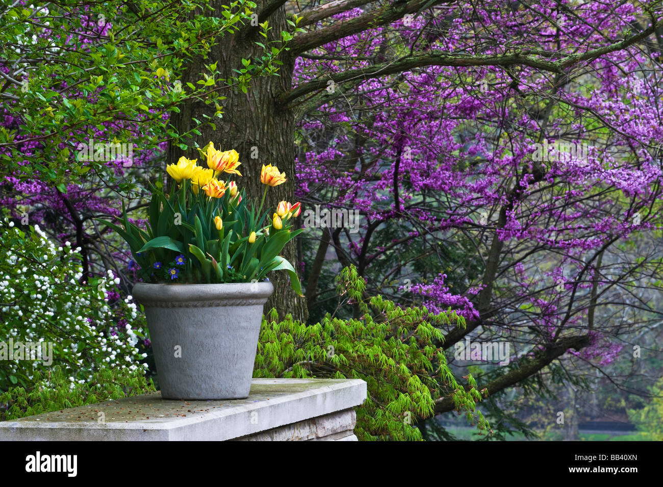 Tulip tree usa hi-res stock photography and images - Alamy
