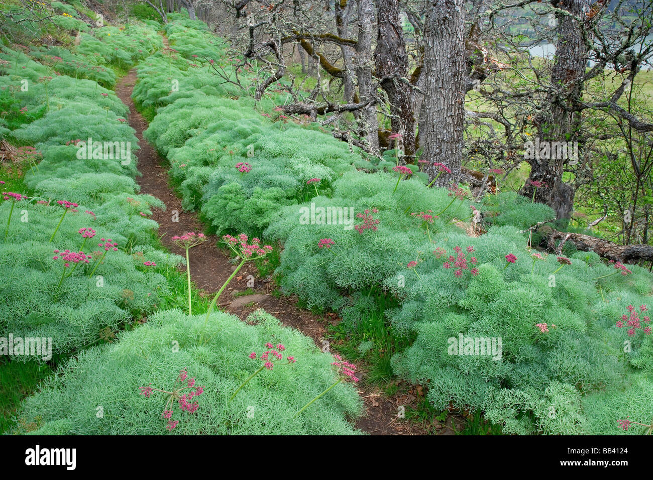 Tom mccall point trail hi-res stock photography and images - Alamy
