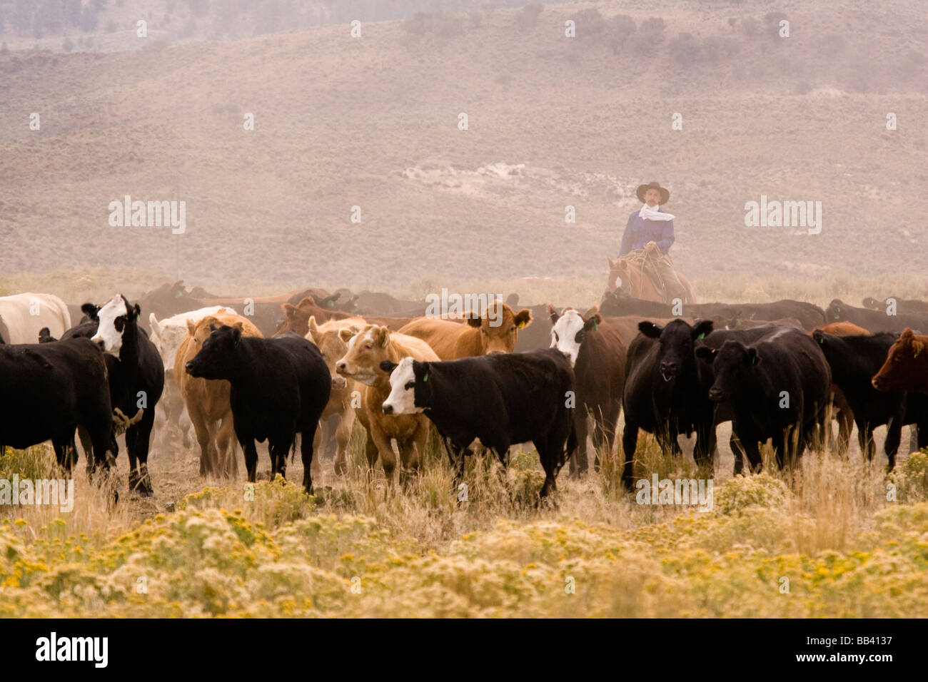 USA, Oregon, Seneca, Ponderosa Ranch. Cowboy on horseback herding ...