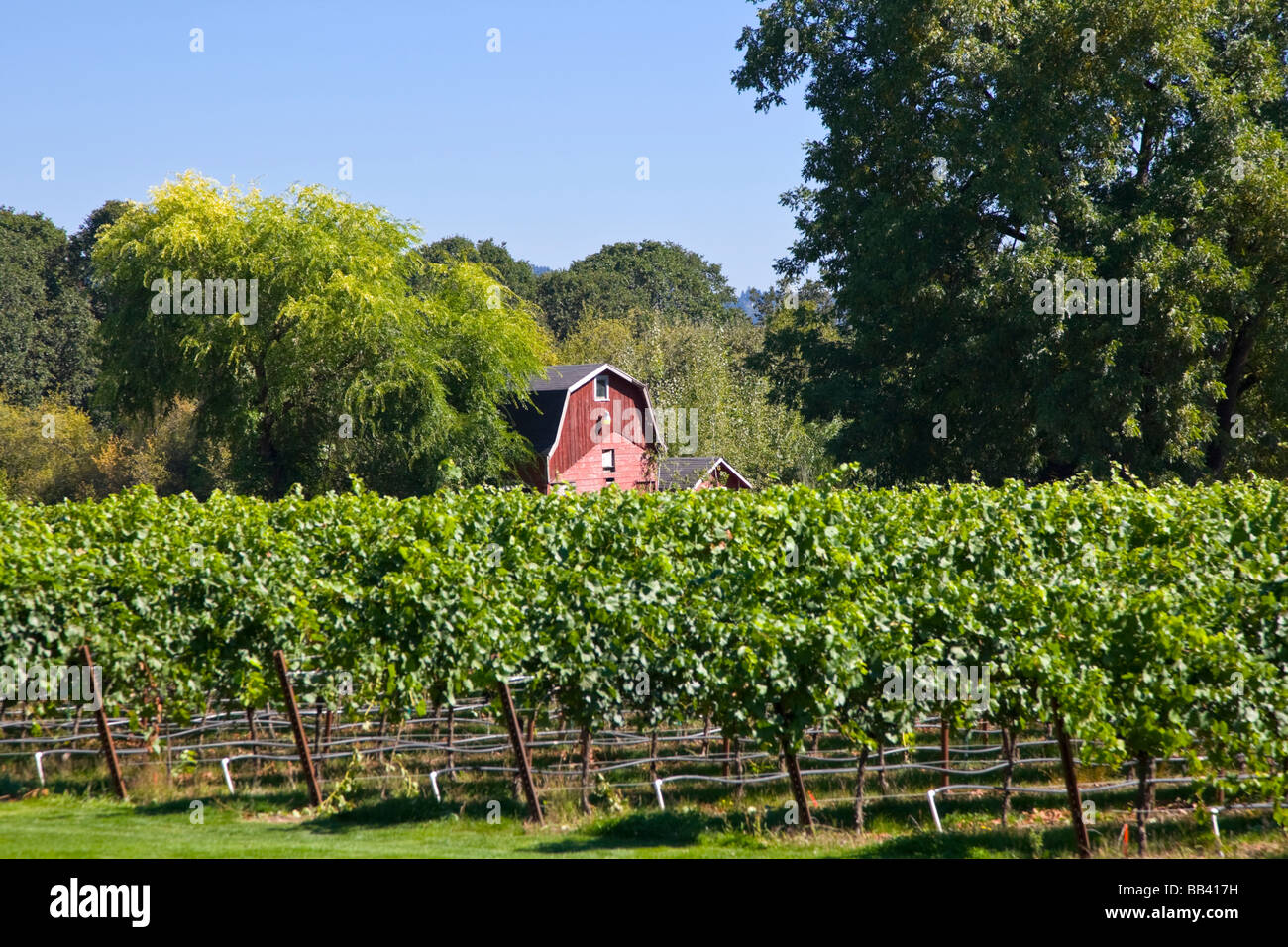 USA, Oregon. One of vineyards and a barn at Dundee Hills Winery Stock ...