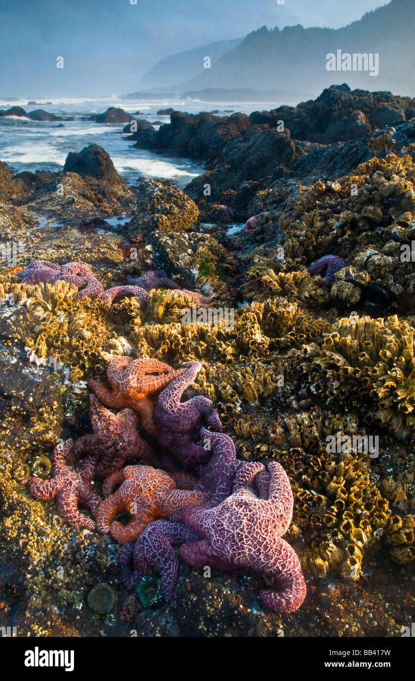 USA, Oregon, Strawberry Hill. Starfish exposed at low morning tide on ...