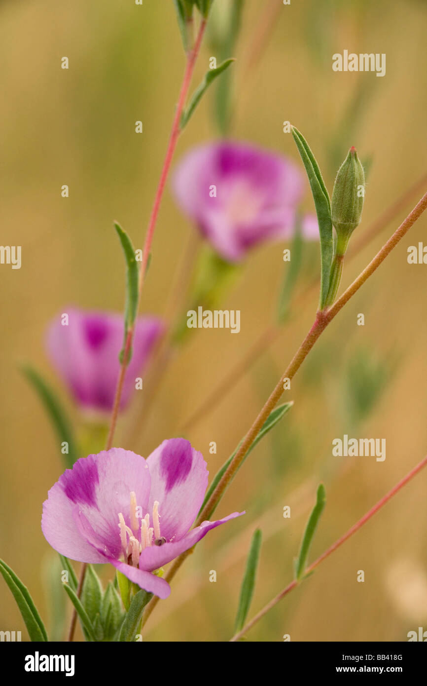 USA, Oregon, Medford. Close-up of farewell-to-spring wildflowers Stock ...