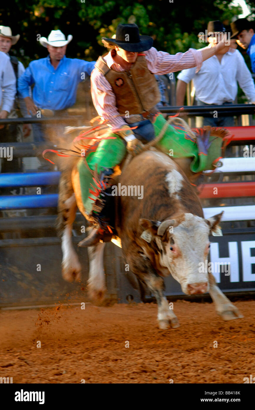 Rodeo bull rider performance at the Texas State Fair rodeo arena/Dallas ...