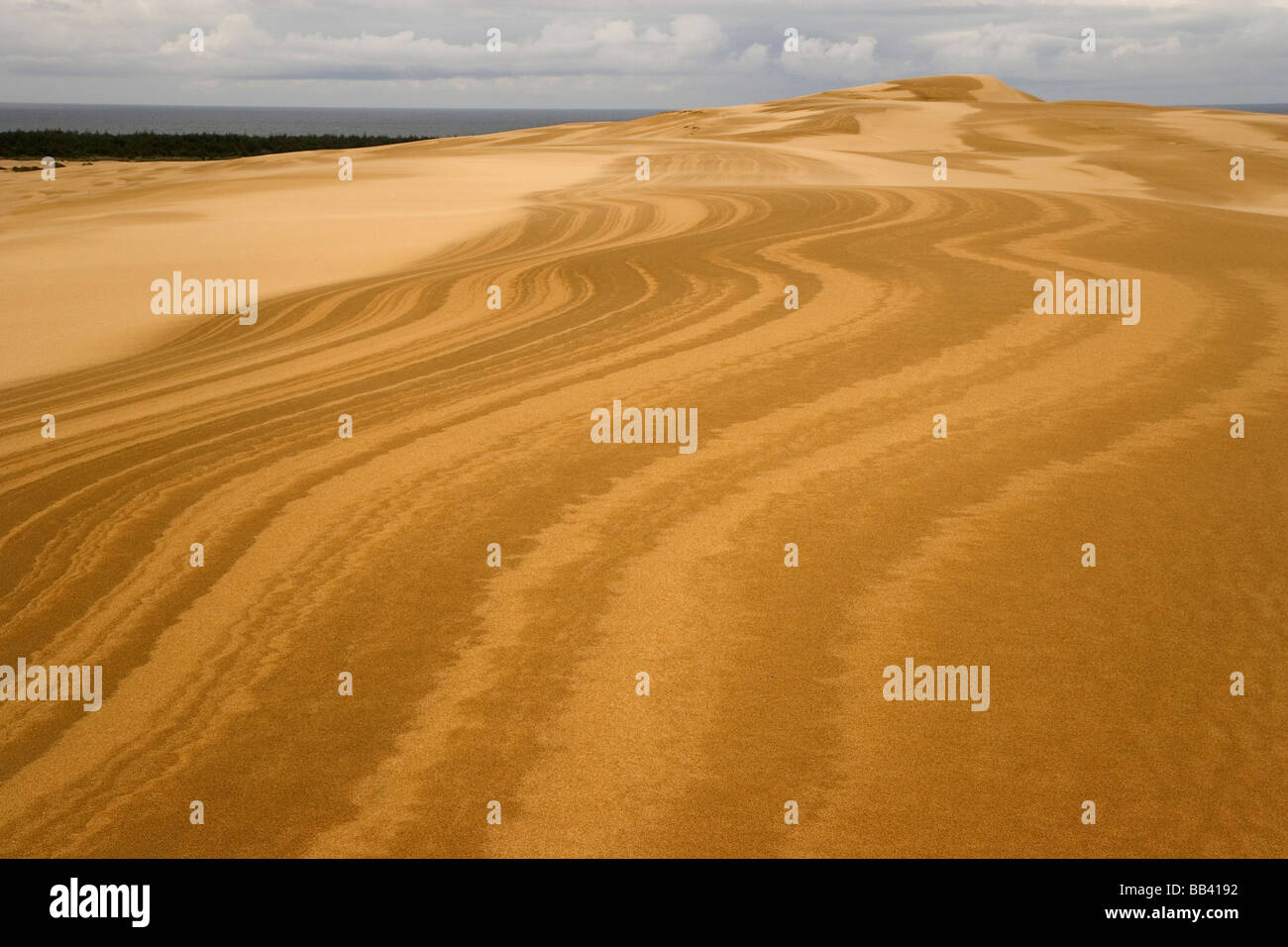 USA, Oregon, Siuslaw National Forest, Umpqua Dunes. Wavy patterns in ...