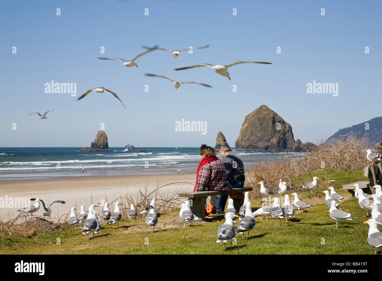 OR, Oregon Coast, Cannon Beach, feeding the sea gulls, Haystack Rock in ...