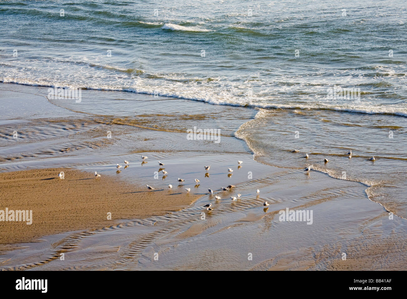 OR, Oregon Coast, Ecola State Park, Indian Beach, Sea gulls at the ...