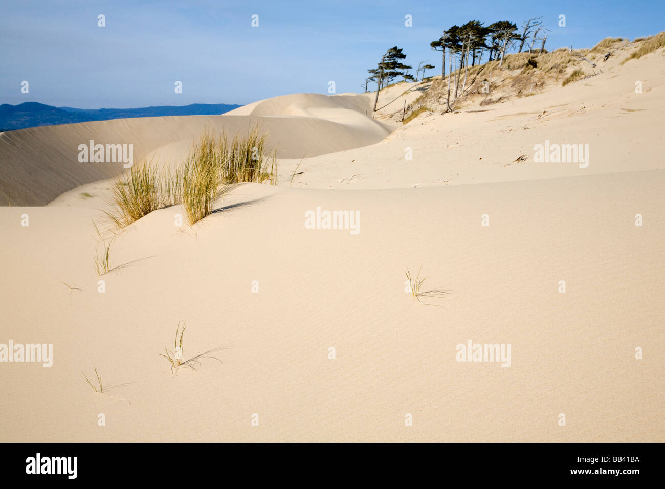 OR, Oregon Coast, Oregon Dunes National Recreation Area, Sand Dunes ...