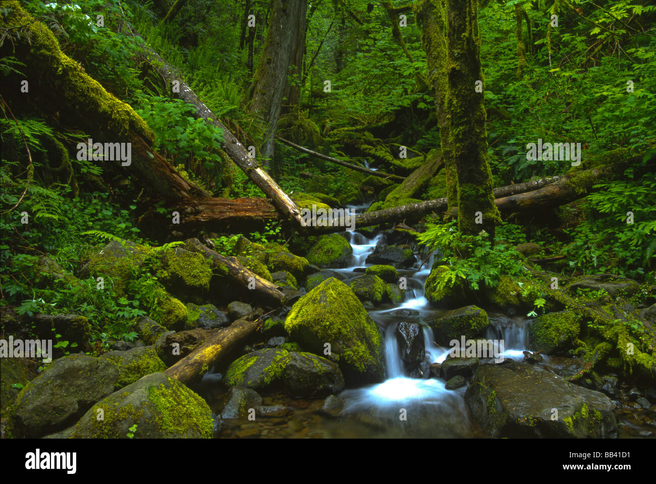 Temperate Rainforest Stream in Columbia River Gorge National Scenic ...