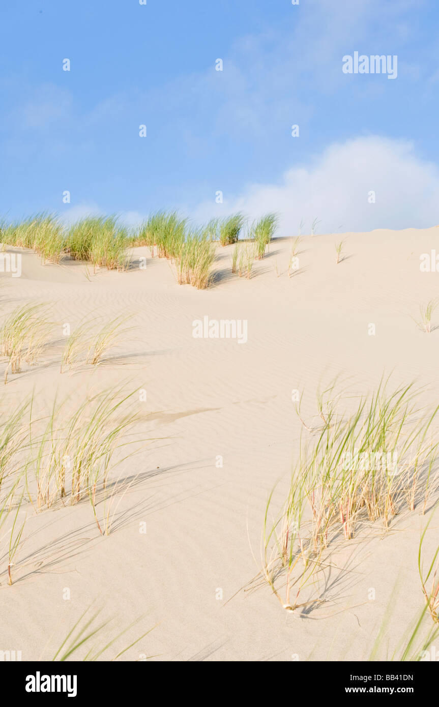 Florence oregon, dunes hi-res stock photography and images - Alamy