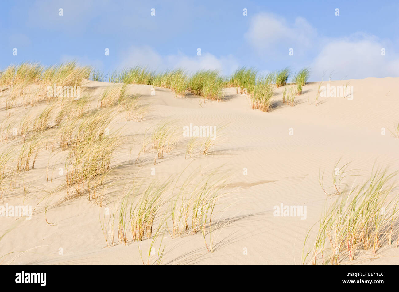 Sand dunes near florence oregon hi-res stock photography and images - Alamy