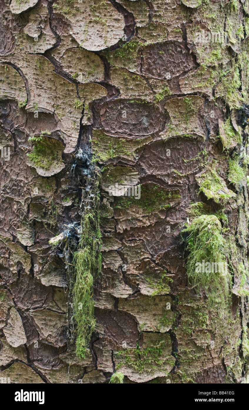 Sitka spruce picea sitchensis bark hi-res stock photography and images ...