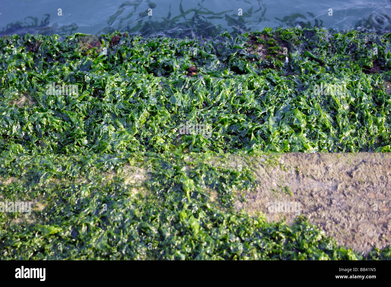 Venice italy canal algae hi-res stock photography and images - Alamy