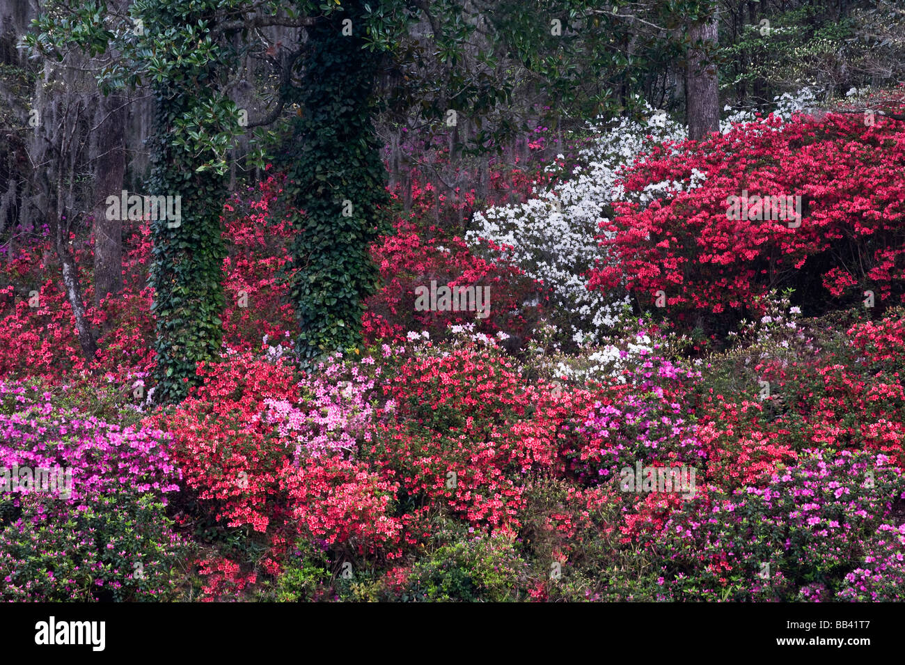 USA, South Carolina. Blooming azaleas on Middleton Plantation Stock ...