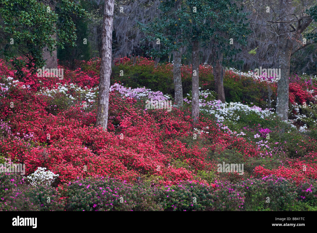 USA, South Carolina. Blooming azaleas on Middleton Plantation Stock ...