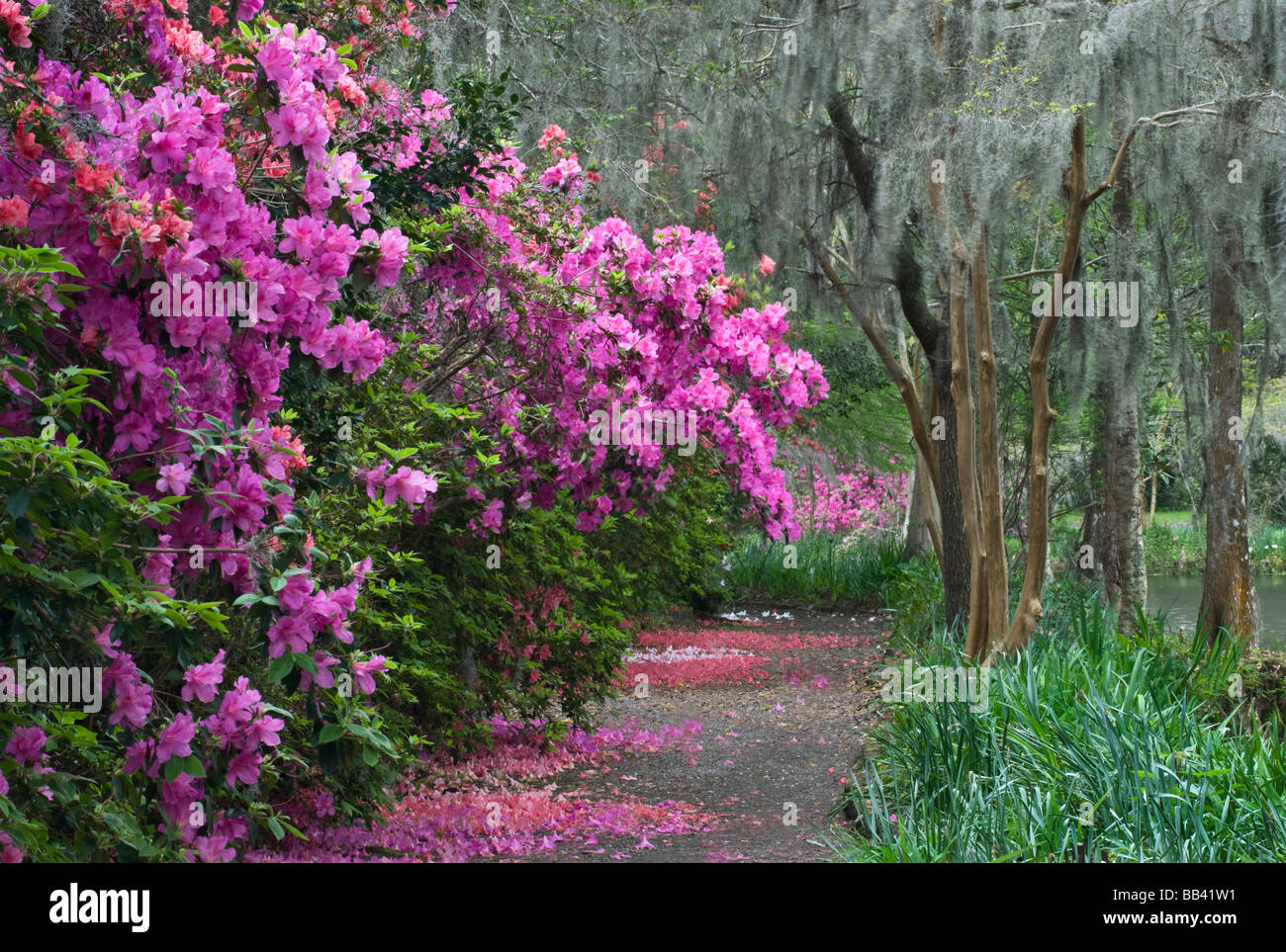 USA, South Carolina. Blooming azaleas on Middleton Plantation Stock ...