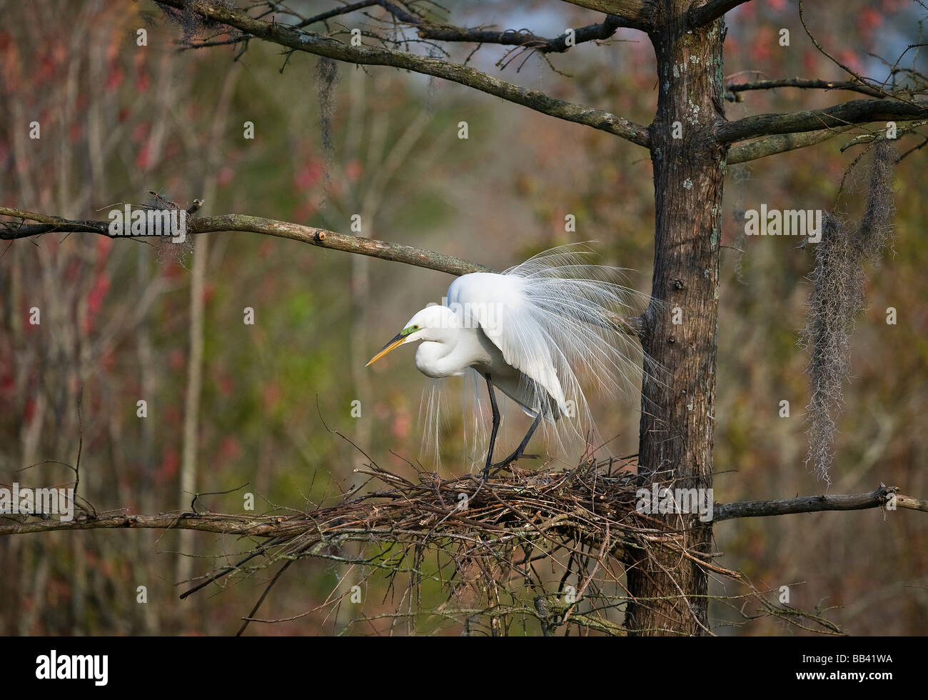Bird nest in a magnolia tree hi-res stock photography and images - Alamy